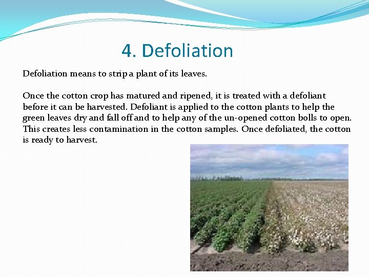 Harvesting cotton in Australia By Jesse 1 Machinery