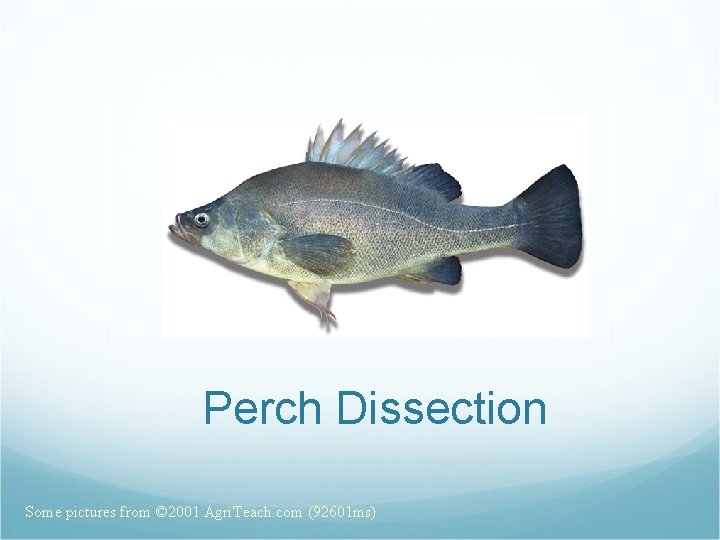 Perch Dissection Some pictures from 2001 Agri Teach