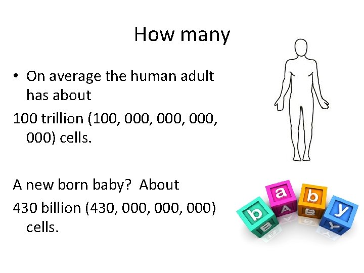 CELL GROWTH How big are cells Cells are