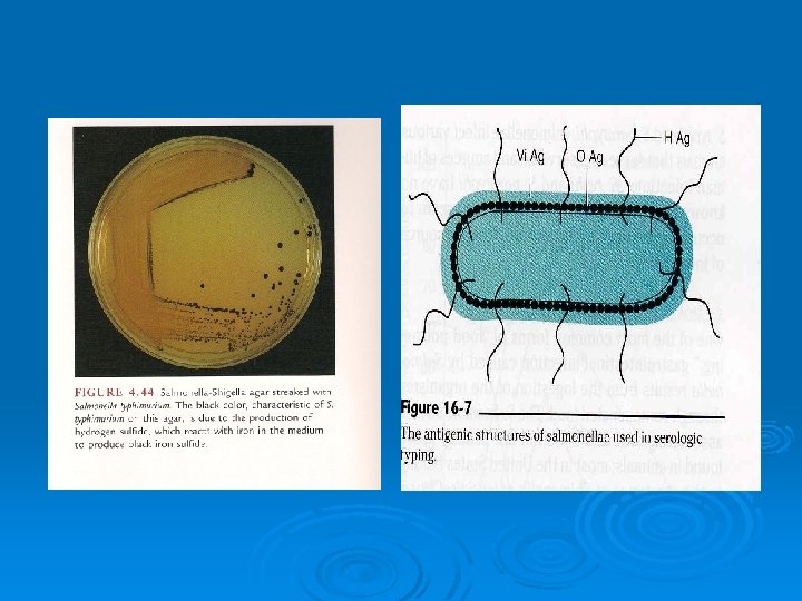 NonLactose Fermentors Salmonella Shigella Proteus Salmonella 1 Salmonella