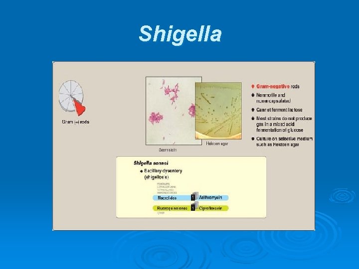 NonLactose Fermentors Salmonella Shigella Proteus Salmonella 1 Salmonella
