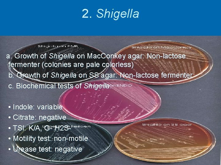 NonLactose Fermentors Salmonella Shigella Proteus Salmonella 1 Salmonella