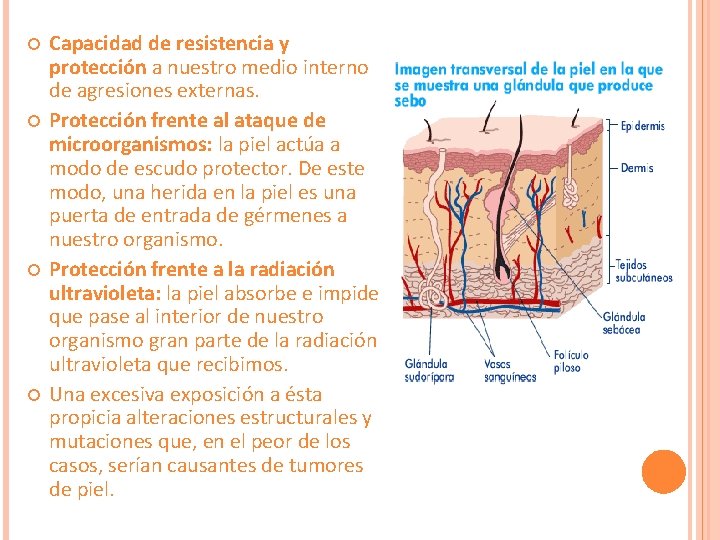 ANATOMA Y FISIOLOGA DE LA PIEL Y ANEXOS