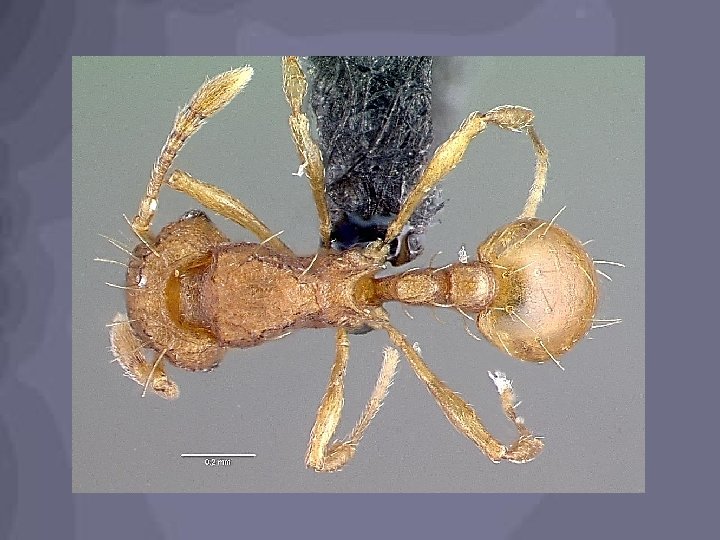 Wasmannia auropunctata The electric ant The electric ant