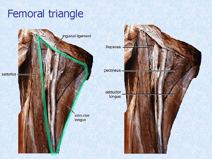 Introduction to limbs Sanjaya Adikari Department of Anatomy