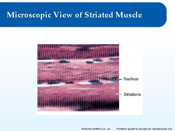 Chapter 5 The Muscular System Lesson 5 1 Chapter 5 The Muscular System Lesson 5 1