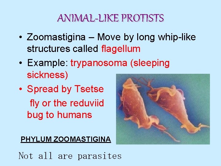 19 1 PROTISTS ANIMALLIKE PLANTLIKE FUNGILIKE GENERAL PROTIST