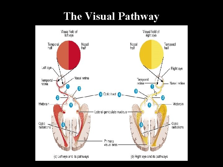AP 242 Unit 4 Lecture 5 Optic nerve