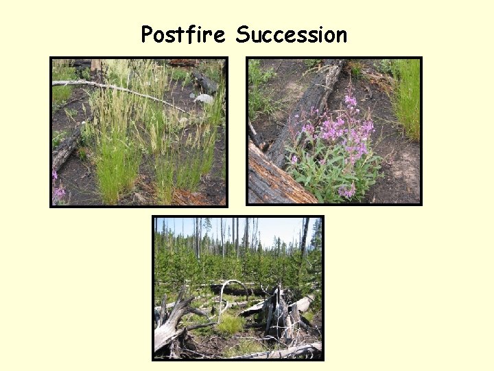 Disturbance Spatial Heterogeneity and Ecosystem Function Effects of
