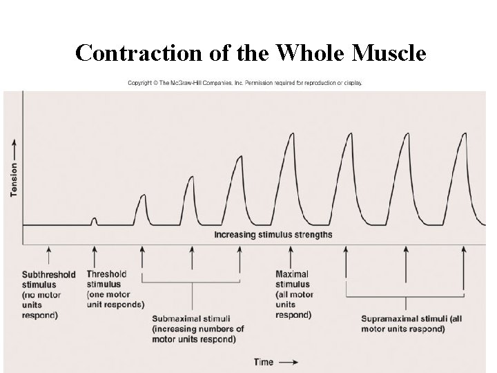 Relaxation Ca 2 moves back into sarcoplasmic reticulum