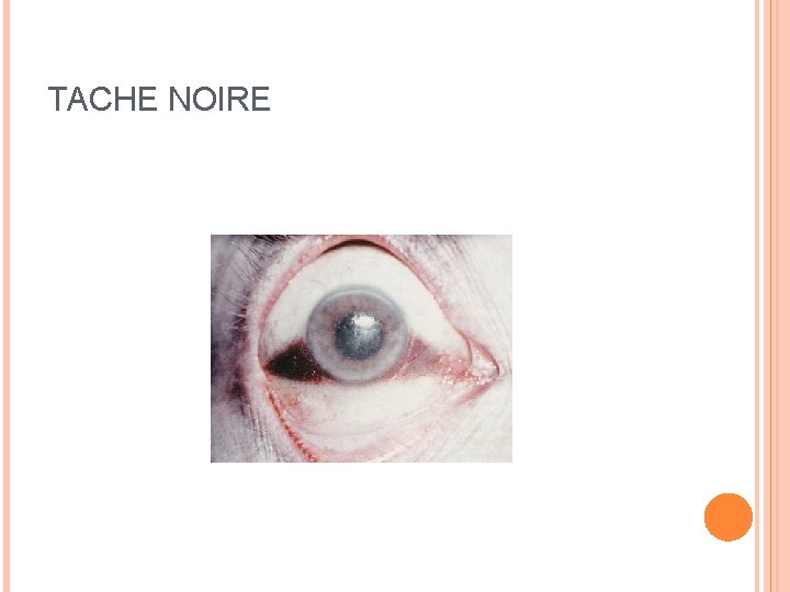 DEATH POSTMORTEM CHANGES Mohammed Bader 5 th year