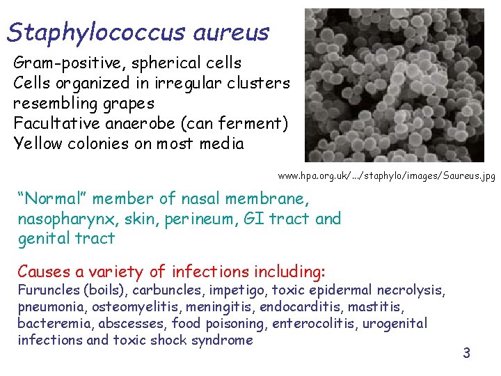 The Genus Staphylococcus Contains about 40 species and