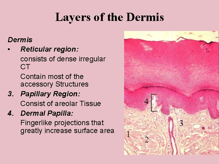 Bio 241 Unit 1 Lecture 4 Introduction to