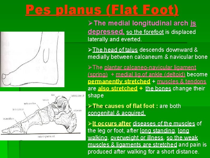 Ankle Joint Type Hinge synovial surface Articular surfaces