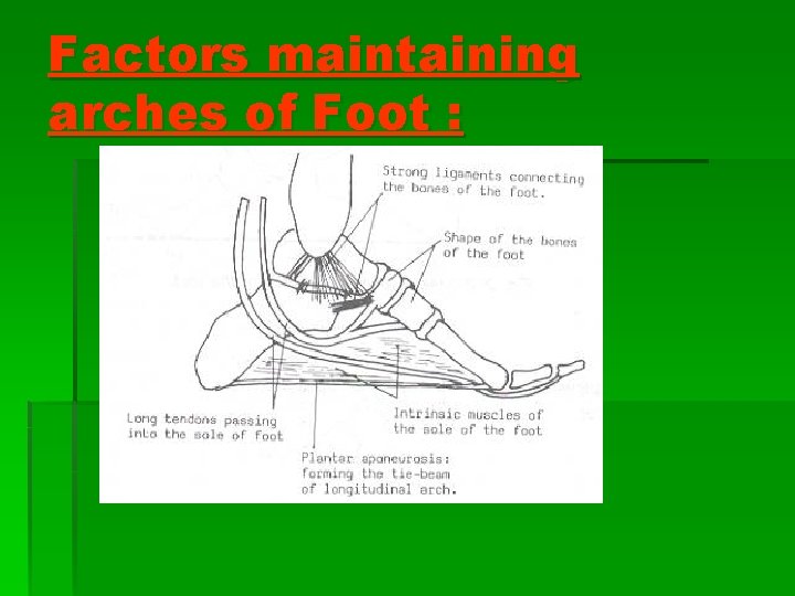 Ankle Joint Type Hinge synovial surface Articular surfaces