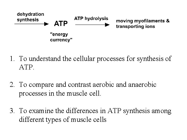 1 To understand the cellular processes for synthesis