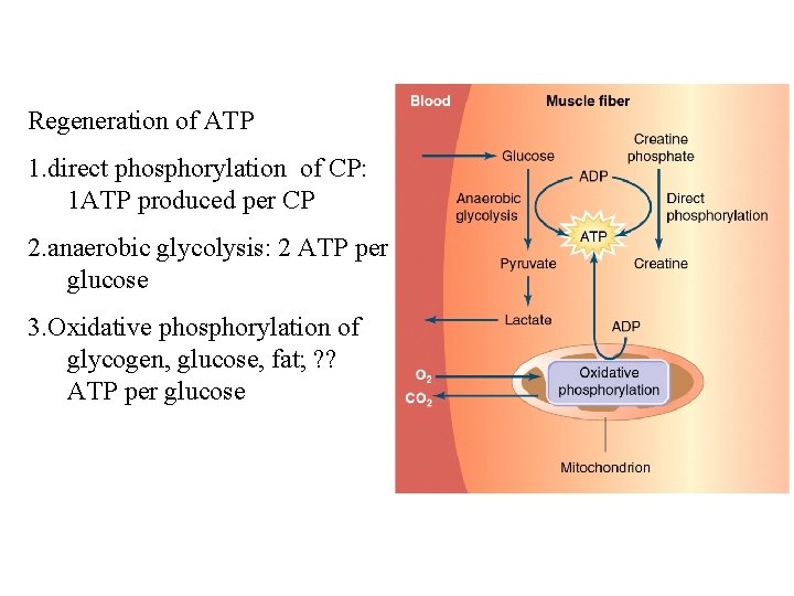 1 To understand the cellular processes for synthesis