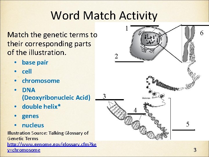 Basic Genetic Concepts Terms 1 Genetics what is