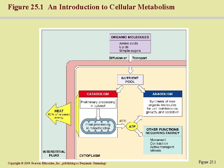 Figure 25 1 An Introduction to Cellular Metabolism