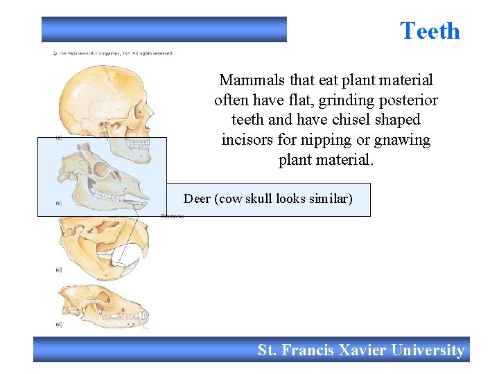 Biology 201 Dr Edwin De Mont Mammals St