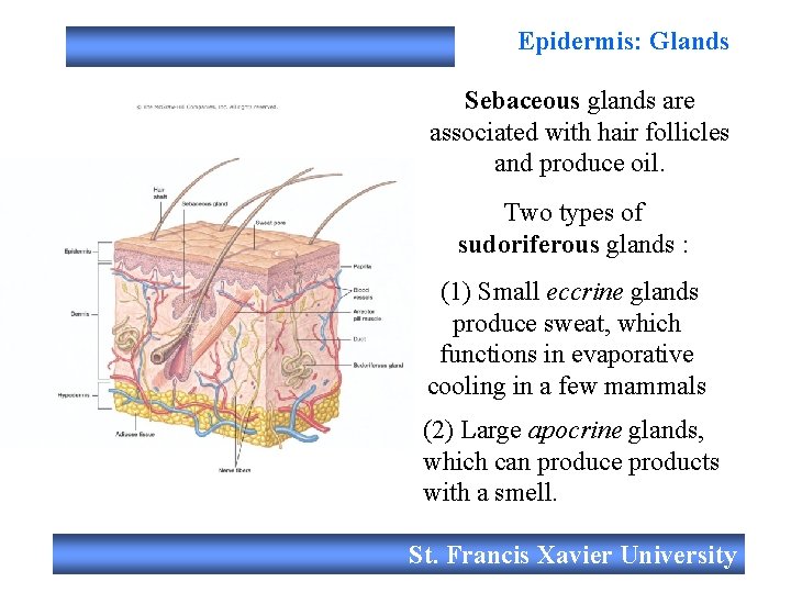 Biology 201 Dr Edwin De Mont Mammals St