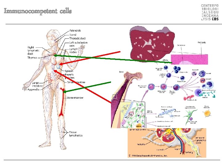 Introduction to the immune system Lisbeth N Fink