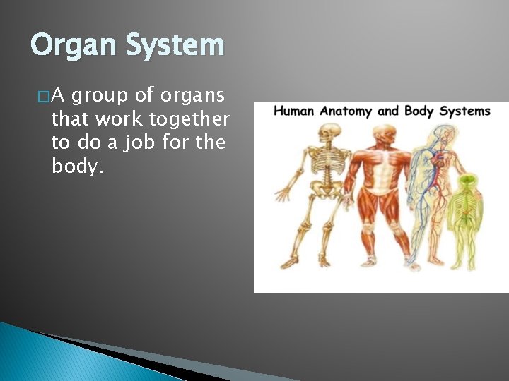 The Structure of Living Things Unit 8 Organism