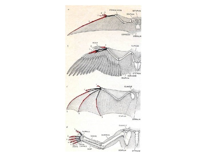 Natural Sciences 360 Legacy of Life Lecture 14