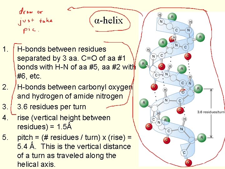 Biochem Block Handout 6 Protein Structure 1 o