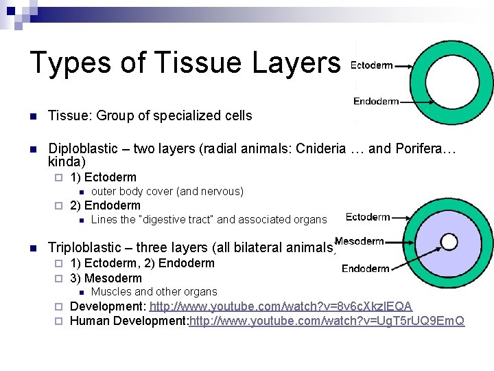 Concept 1 Analyzing the diversity of animals Ch
