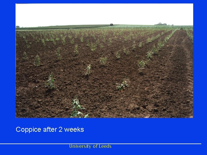 Renewable Energy The Potential of Biomass Sustainability Rural