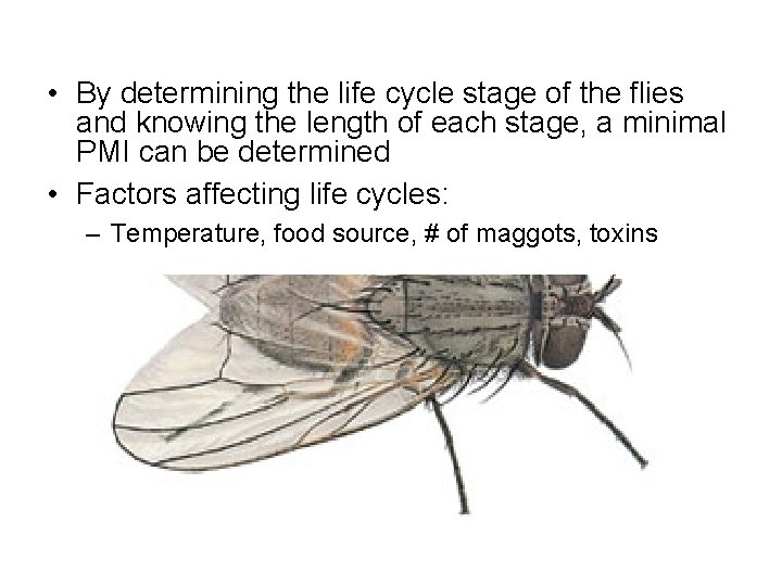 Forensic Entomology What is it The use of