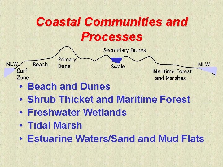 Coastal Communities and Processes Beach and Dunes Introduction