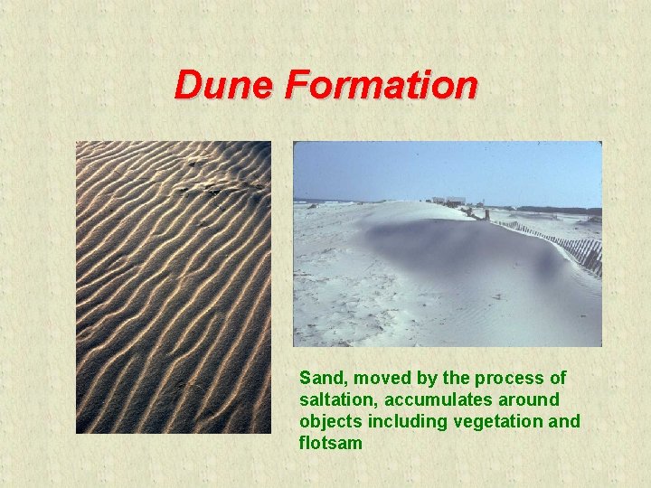 Coastal Communities and Processes Beach and Dunes Introduction