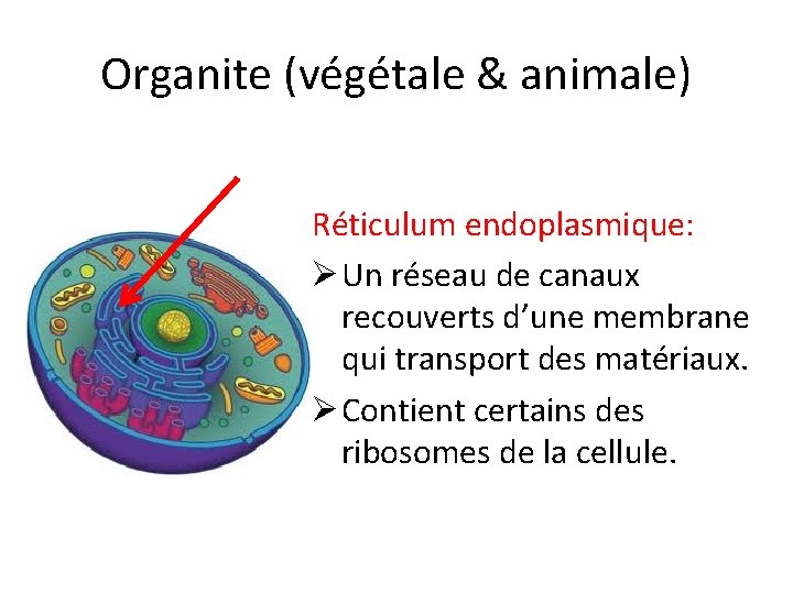 1 2 Les Cellules Dans une cellule Organite