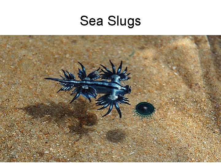 Honors Marine Biology Module 13 The Epipelagic Zone