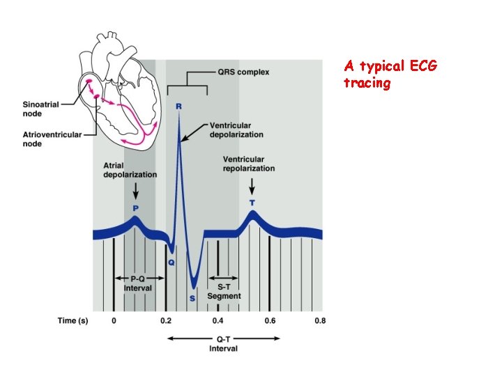 BIOL 204 Week 5 Lab Electrocardiography Heart Sounds