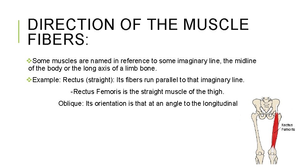 NAMING SKELETAL MUSCLES Gretel Flores Period 5 1212