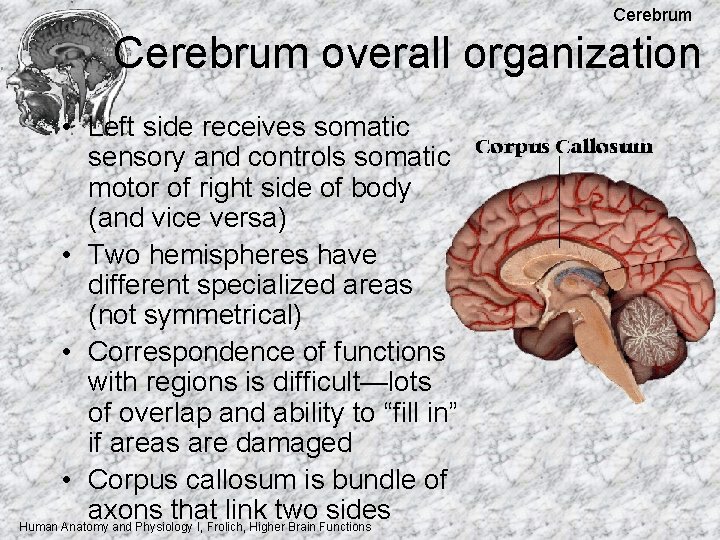 Brain Higher Functions Diencephalon Cerebellum Cerebral Hemispheres ...
