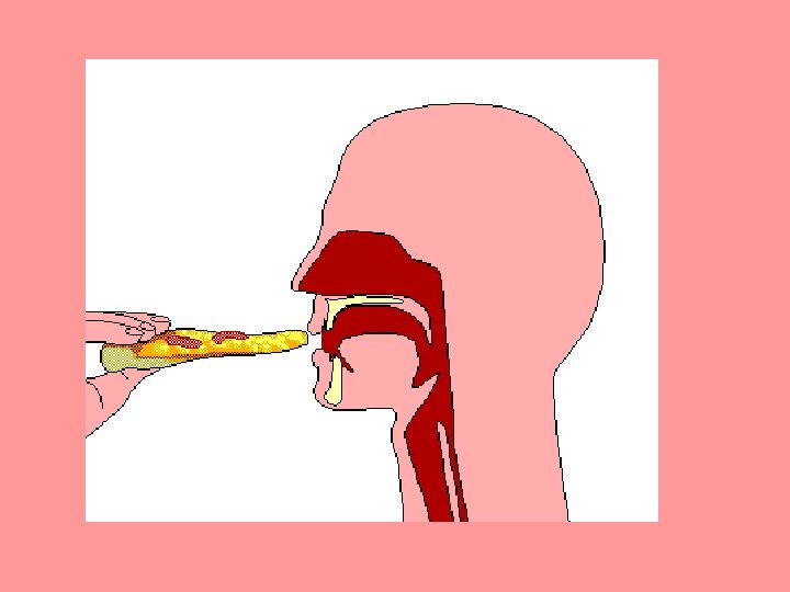 What is MASTICATION Cutting of food substances into