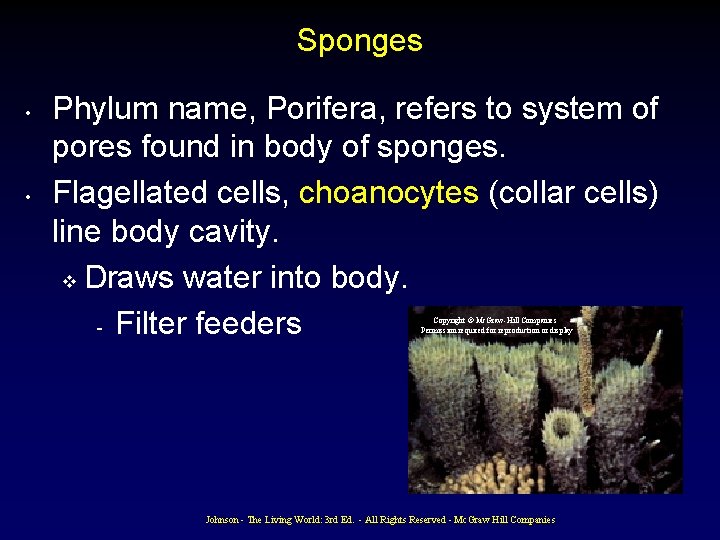 Evolution of the Animal Phyla Chapter 19 Copyright