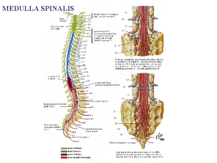Anatomy II Recommended textbooks DRAKE Richard L Wayne