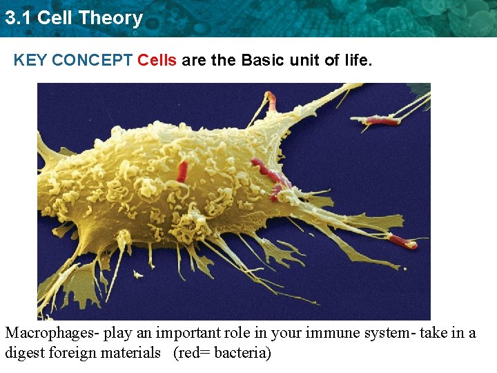3 1 Cell Theory KEY CONCEPT Cells are
