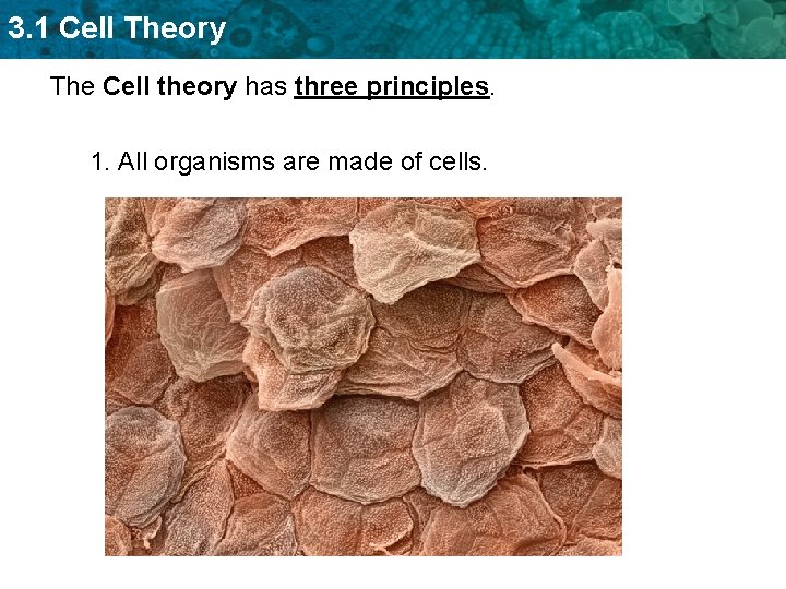 3 1 Cell Theory KEY CONCEPT Cells are