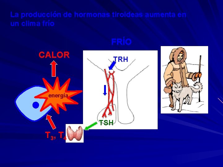 TIROIDES CESAR GARCIA CASALLAS MEDICINA INTERNA FARMACOLOGIA CLINICA