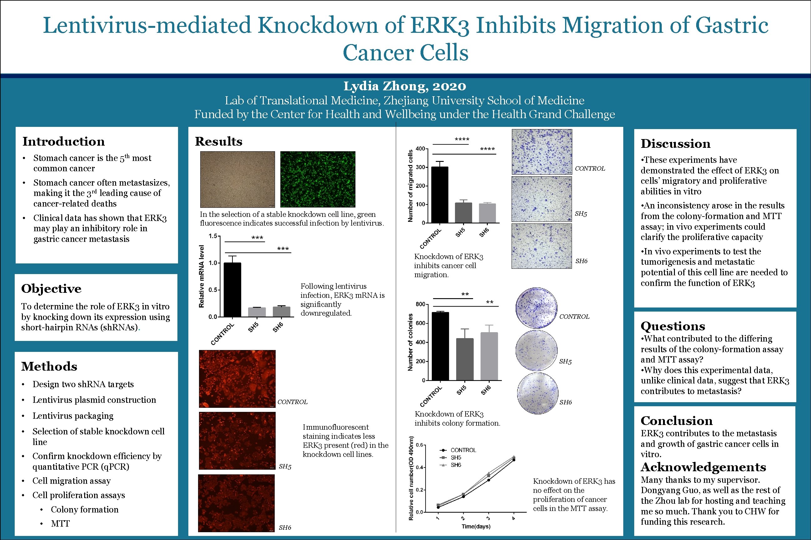 Lentivirusmediated Knockdown of ERK 3 Inhibits Migration of