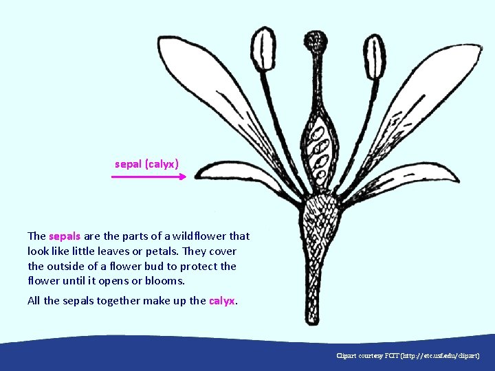 Parts of a Wildflower Section 1 Activity 1