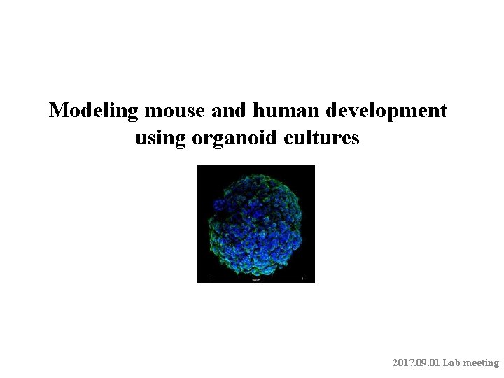 Modeling mouse and human development using organoid cultures