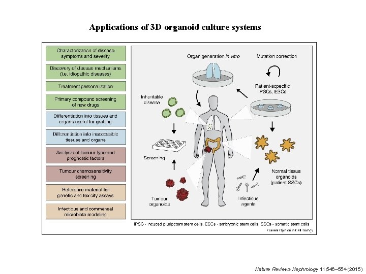 Modeling mouse and human development using organoid cultures