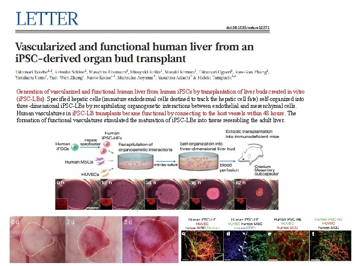 Modeling mouse and human development using organoid cultures